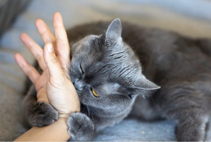 If Your Cat Bites You, Here’s What It Really Means