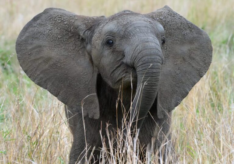 A baby elephant ran onto the road and threw itself in front of cars ...