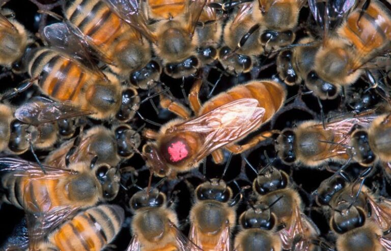 Scientists released millions of bees into the desert for an experiment ...