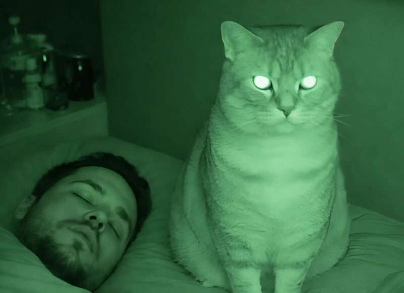 Every night I woke up with the feeling that our cat was carefully ...