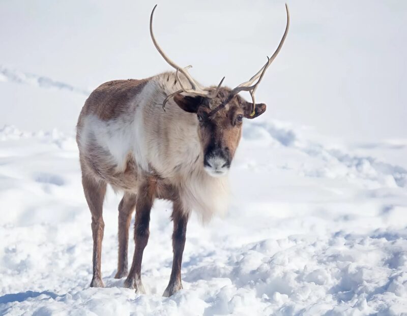 On the highway, drivers became witnesses to a Christmas miracle ...
